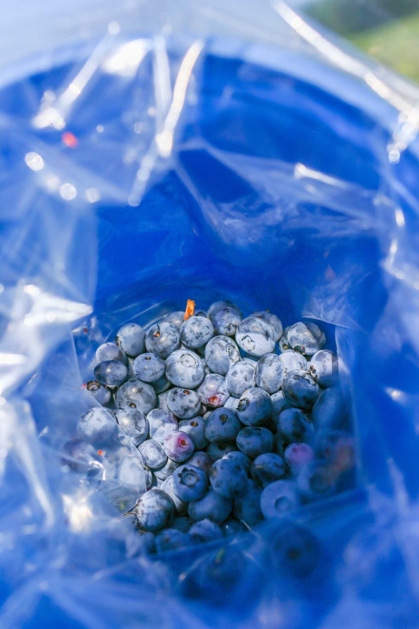 U-Pick Blueberries in Apple Hill - Your Guide to the Summer Lavender ...