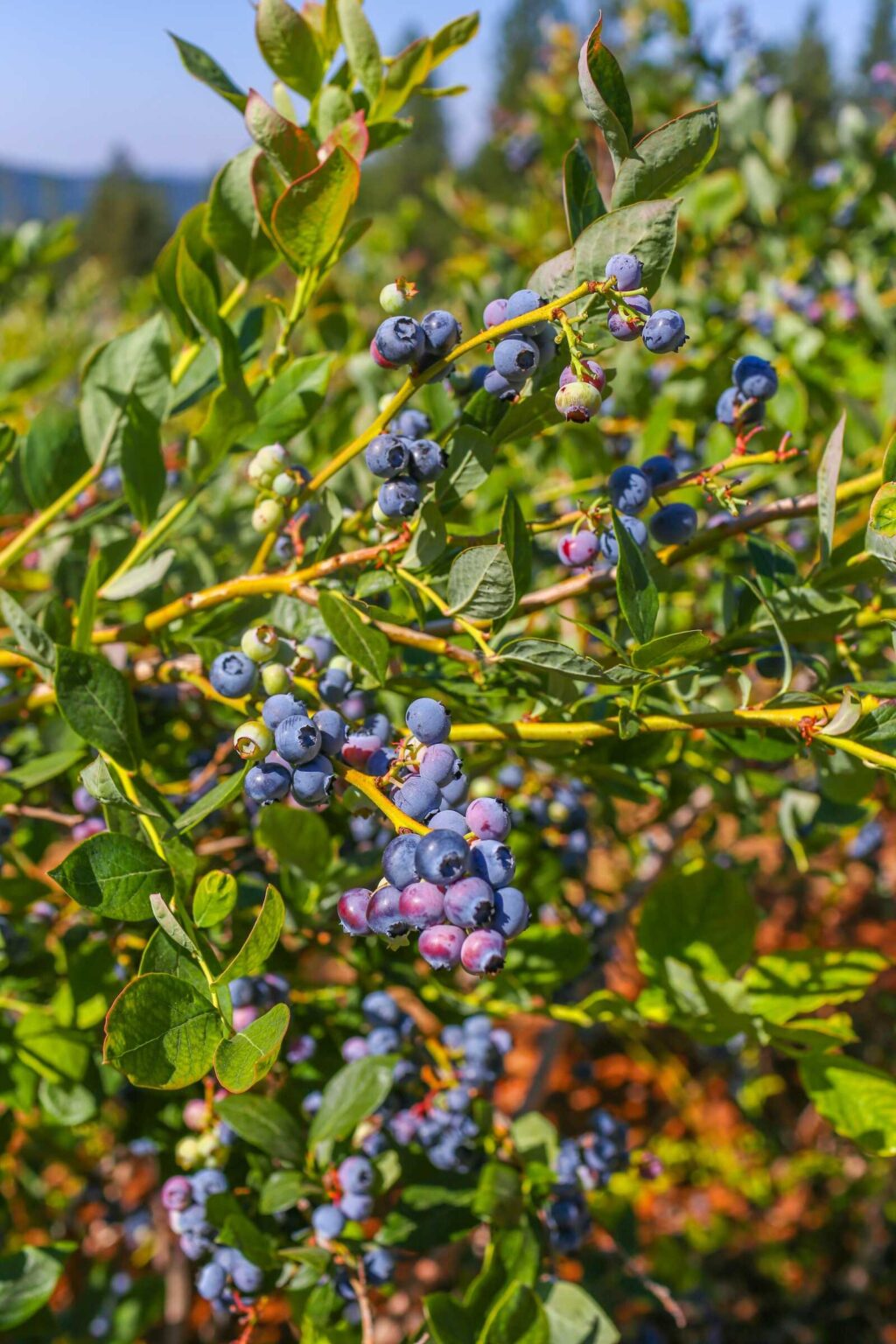 U-Pick Blueberries in Apple Hill - Your Guide to the Summer Lavender ...
