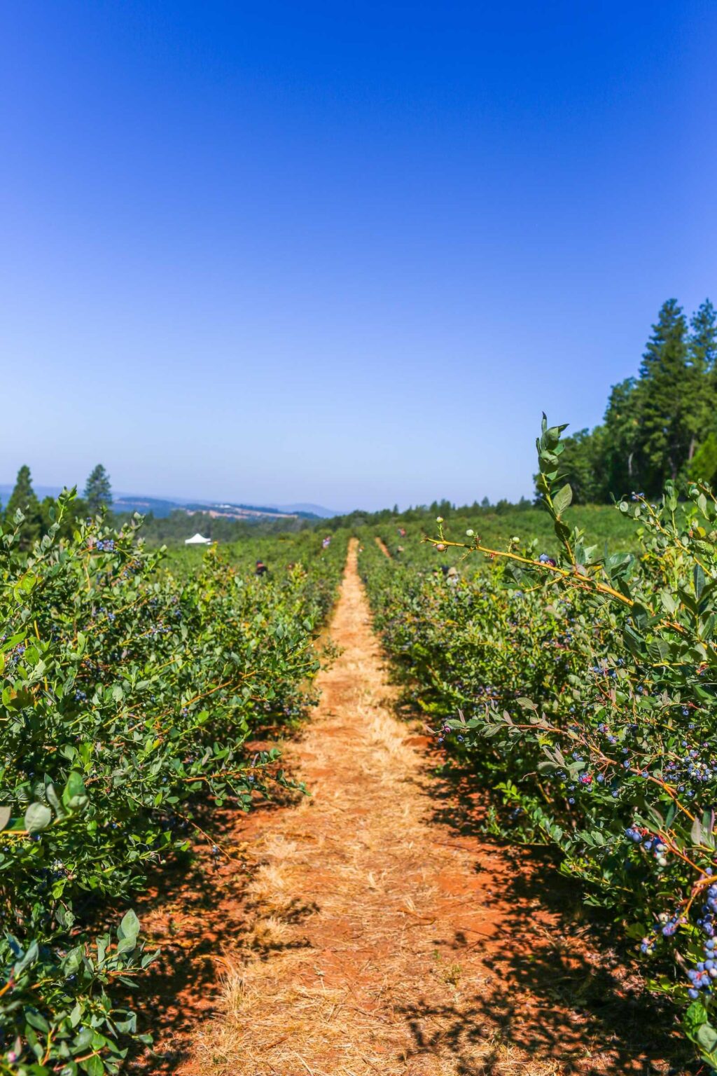 U-Pick Blueberries in Apple Hill - Your Guide to the Summer Lavender ...