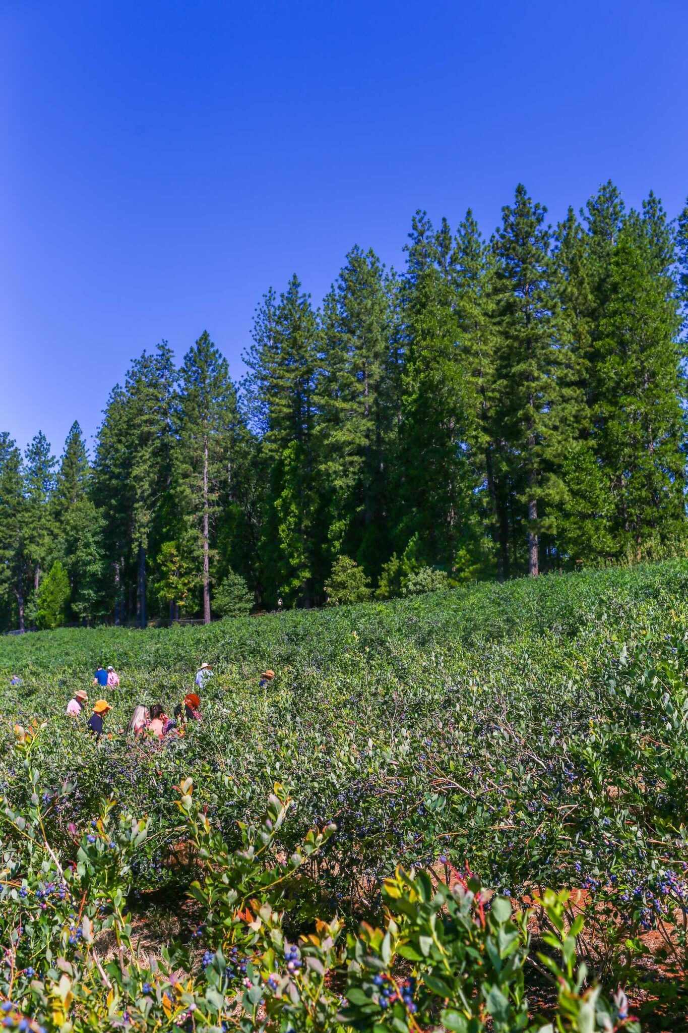 U-Pick Blueberries in Apple Hill - Your Guide to the Summer Lavender ...