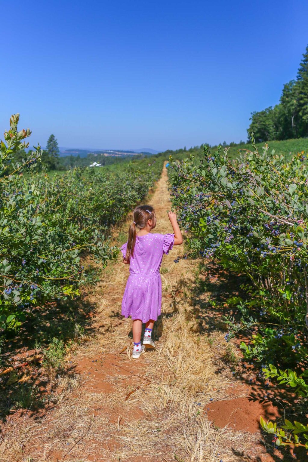 U-Pick Blueberries in Apple Hill - Your Guide to the Summer Lavender ...