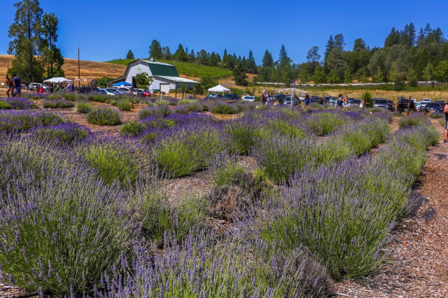 U-Pick Lavender in Apple Hill - Lavender Blue Harvest Days at Bluestone ...