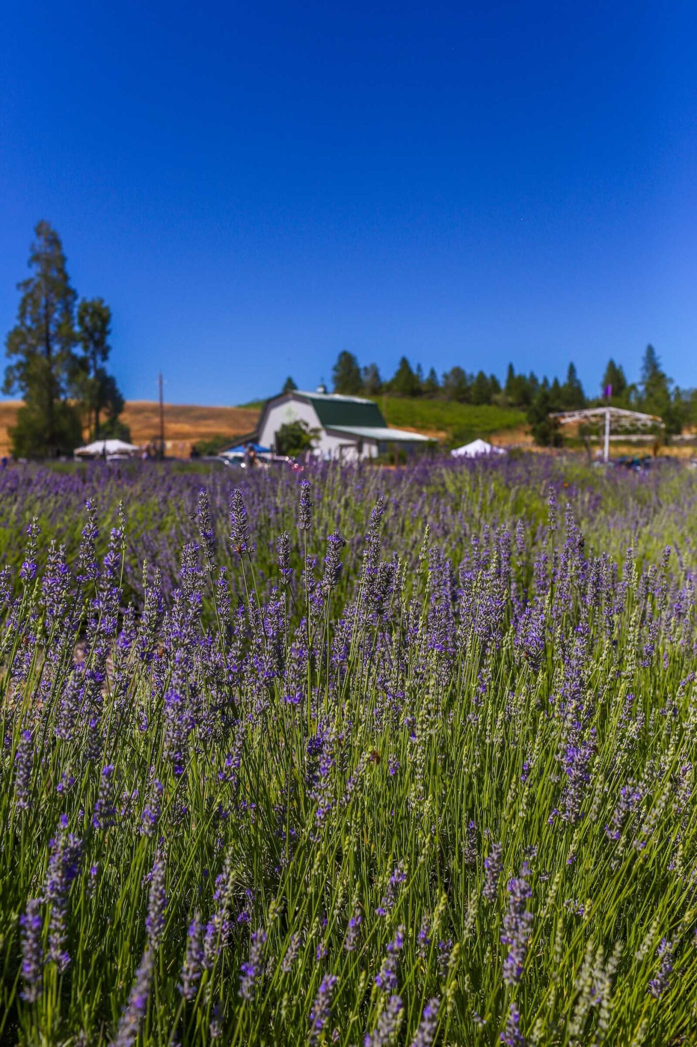 U-Pick Lavender in Apple Hill - Lavender Blue Harvest Days at Bluestone ...
