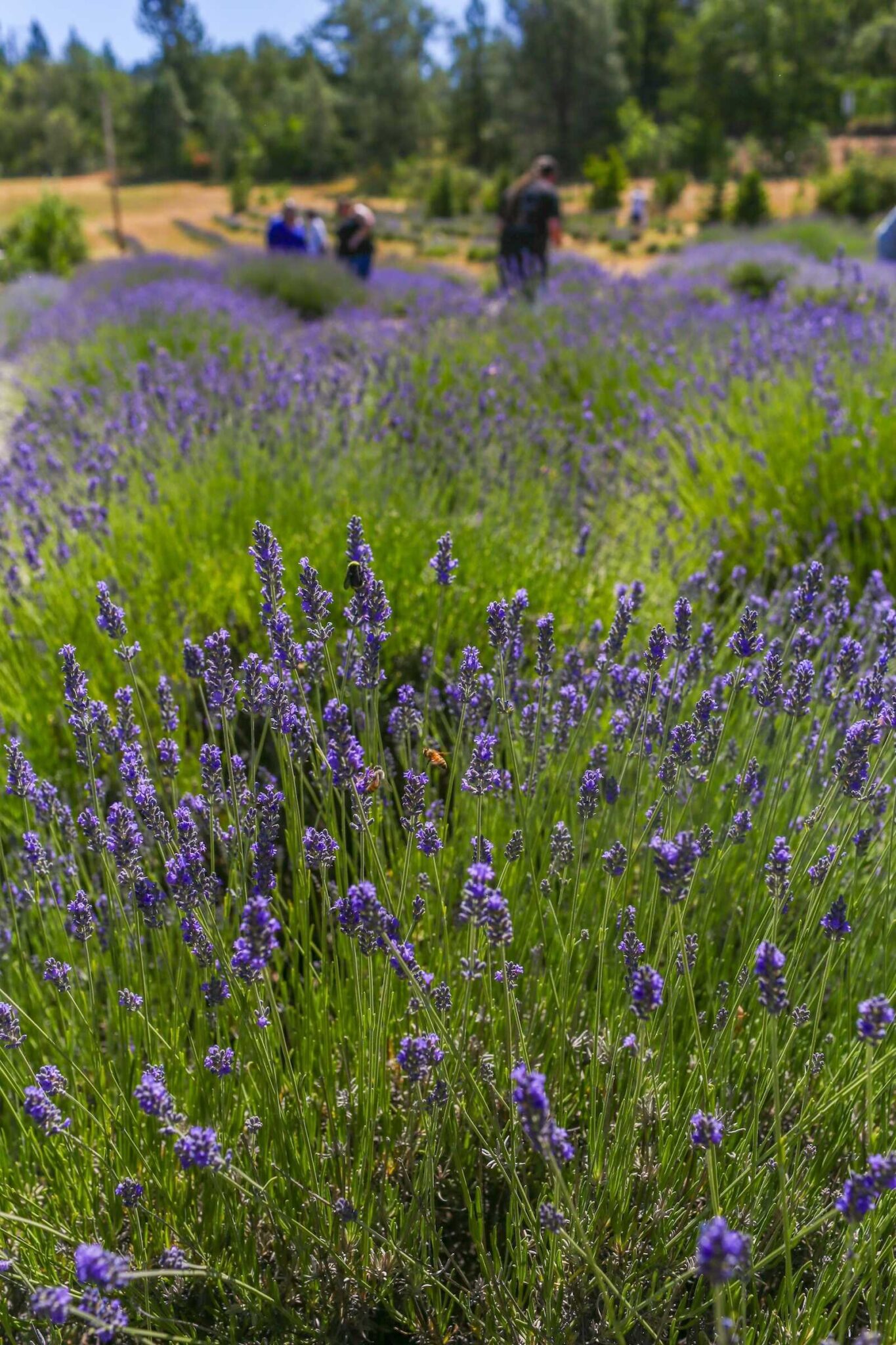 U-Pick Lavender in Apple Hill - Lavender Blue Harvest Days at Bluestone ...