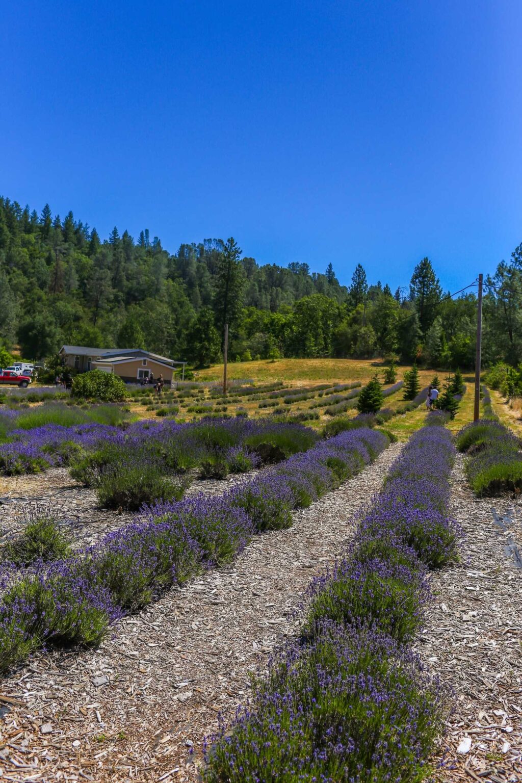 U-Pick Lavender in Apple Hill - Lavender Blue Harvest Days at Bluestone ...