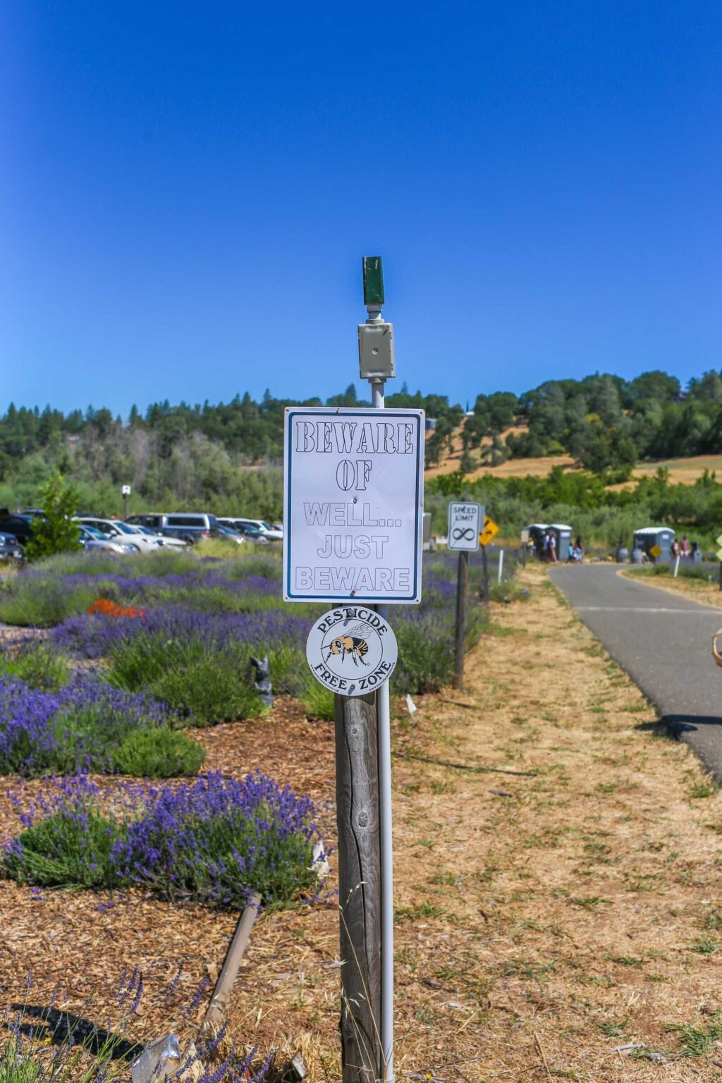 U-Pick Lavender in Apple Hill - Lavender Blue Harvest Days at Bluestone ...