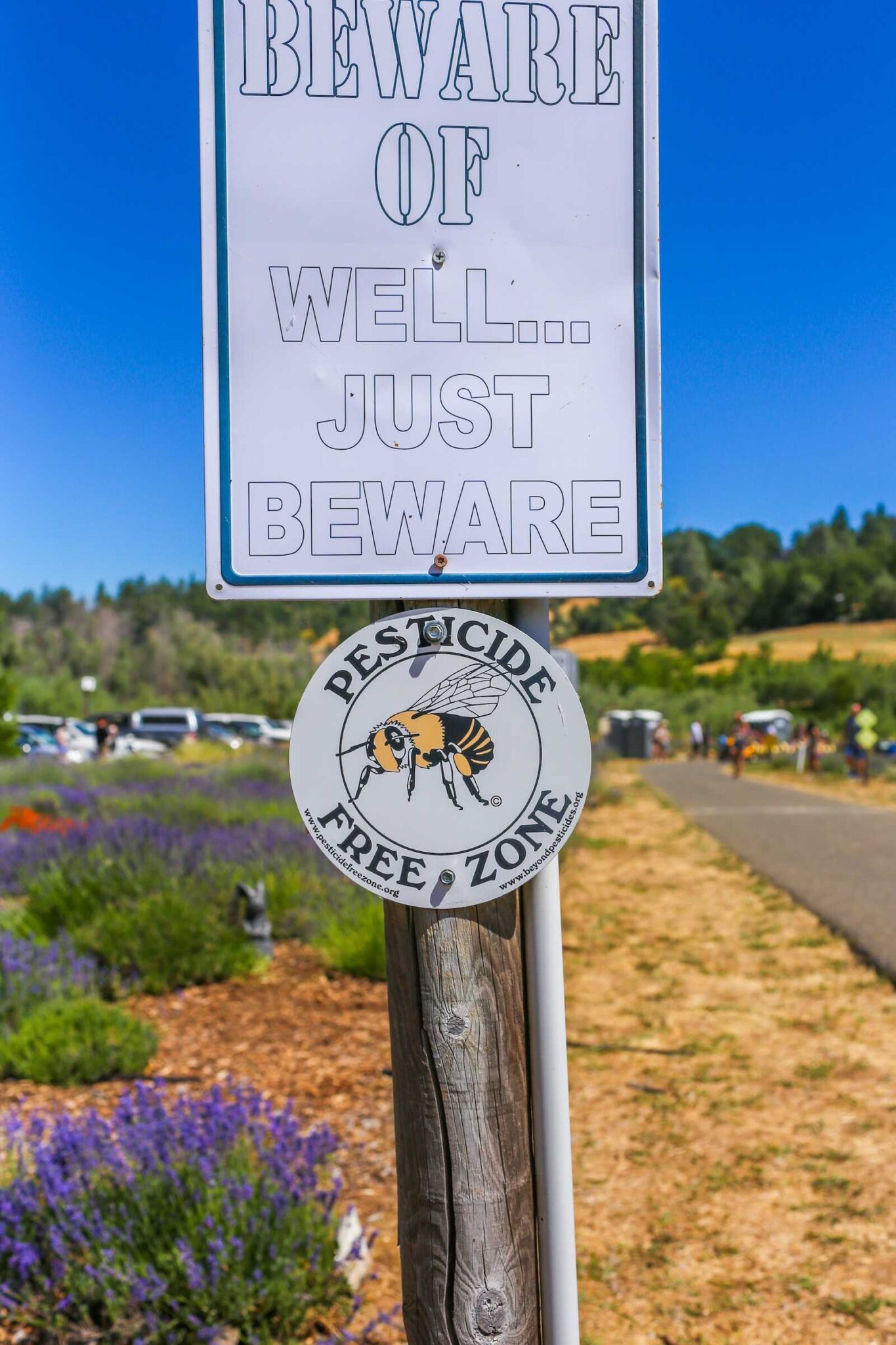 U-Pick Lavender in Apple Hill - Lavender Blue Harvest Days at Bluestone ...