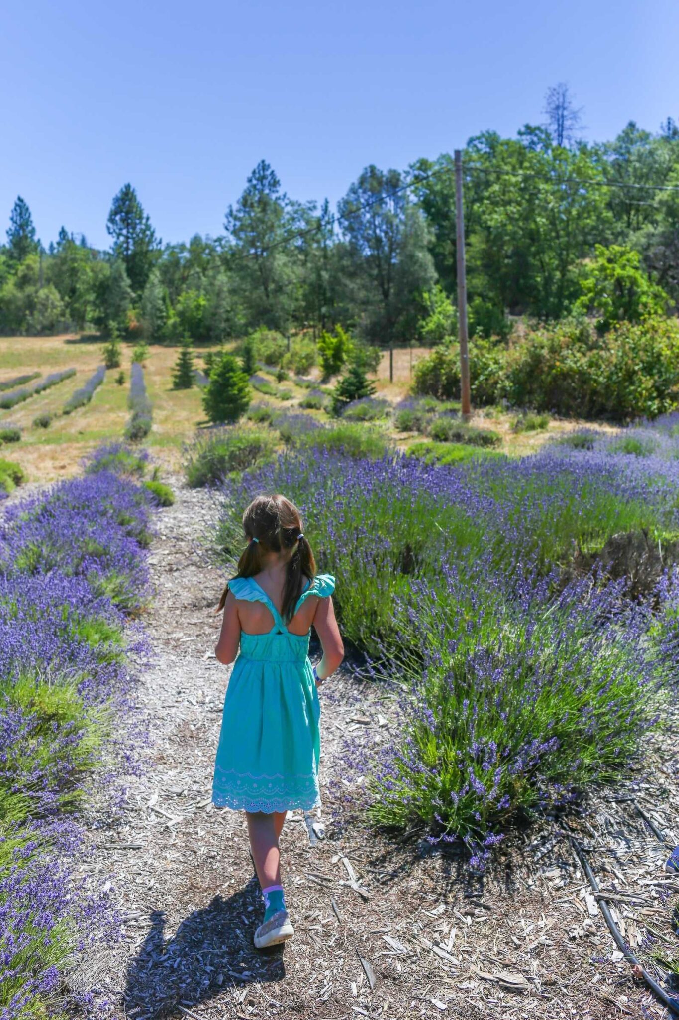 U-Pick Lavender in Apple Hill - Lavender Blue Harvest Days at Bluestone ...