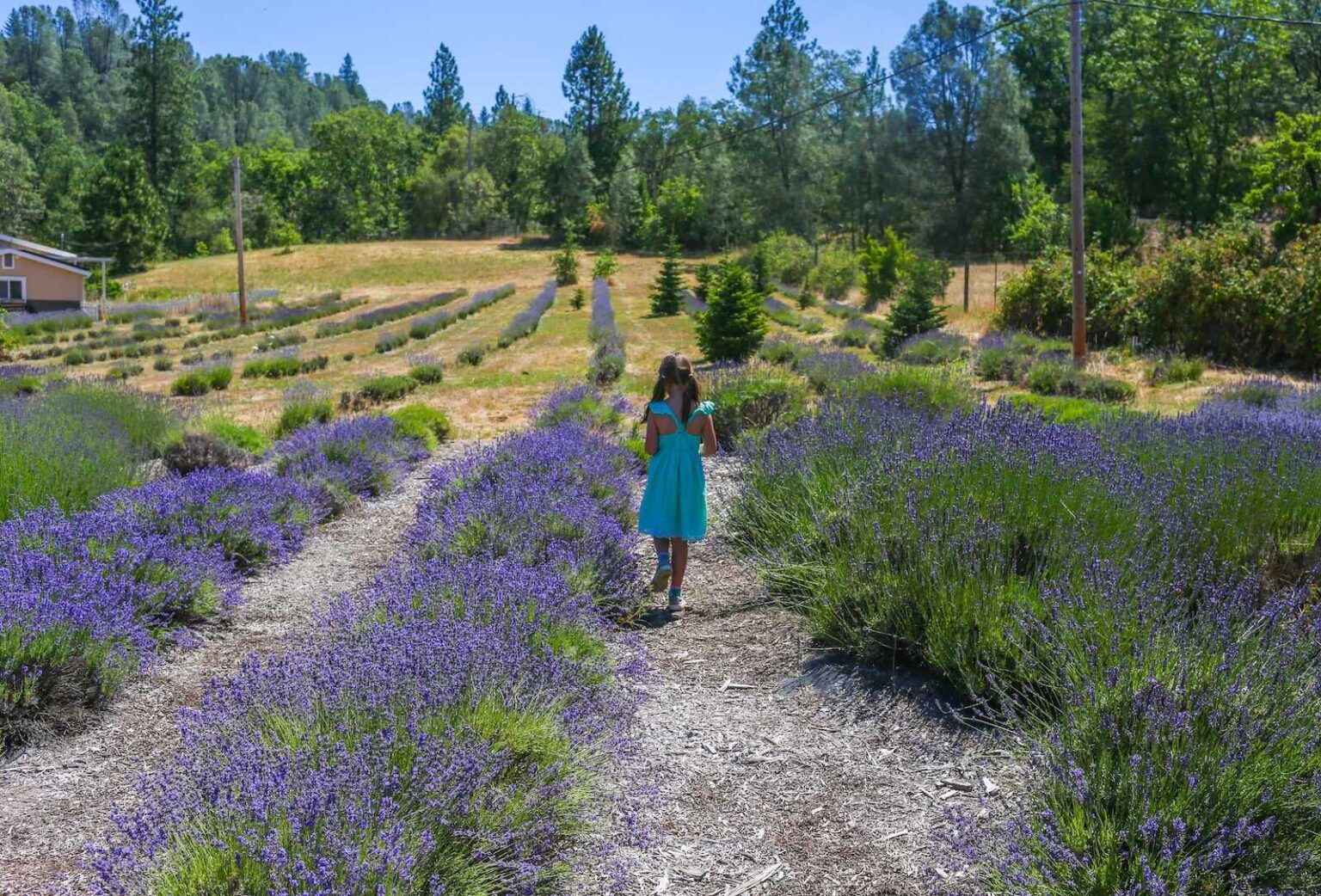 U-Pick Lavender in Apple Hill - Lavender Blue Harvest Days at Bluestone ...