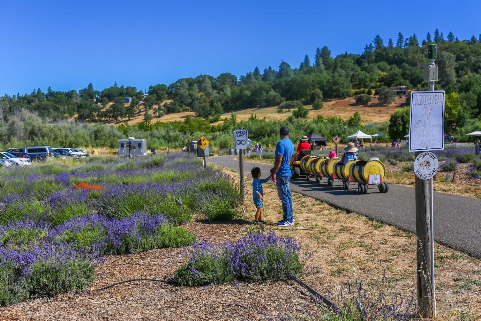U-Pick Lavender in Apple Hill - Lavender Blue Harvest Days at Bluestone ...
