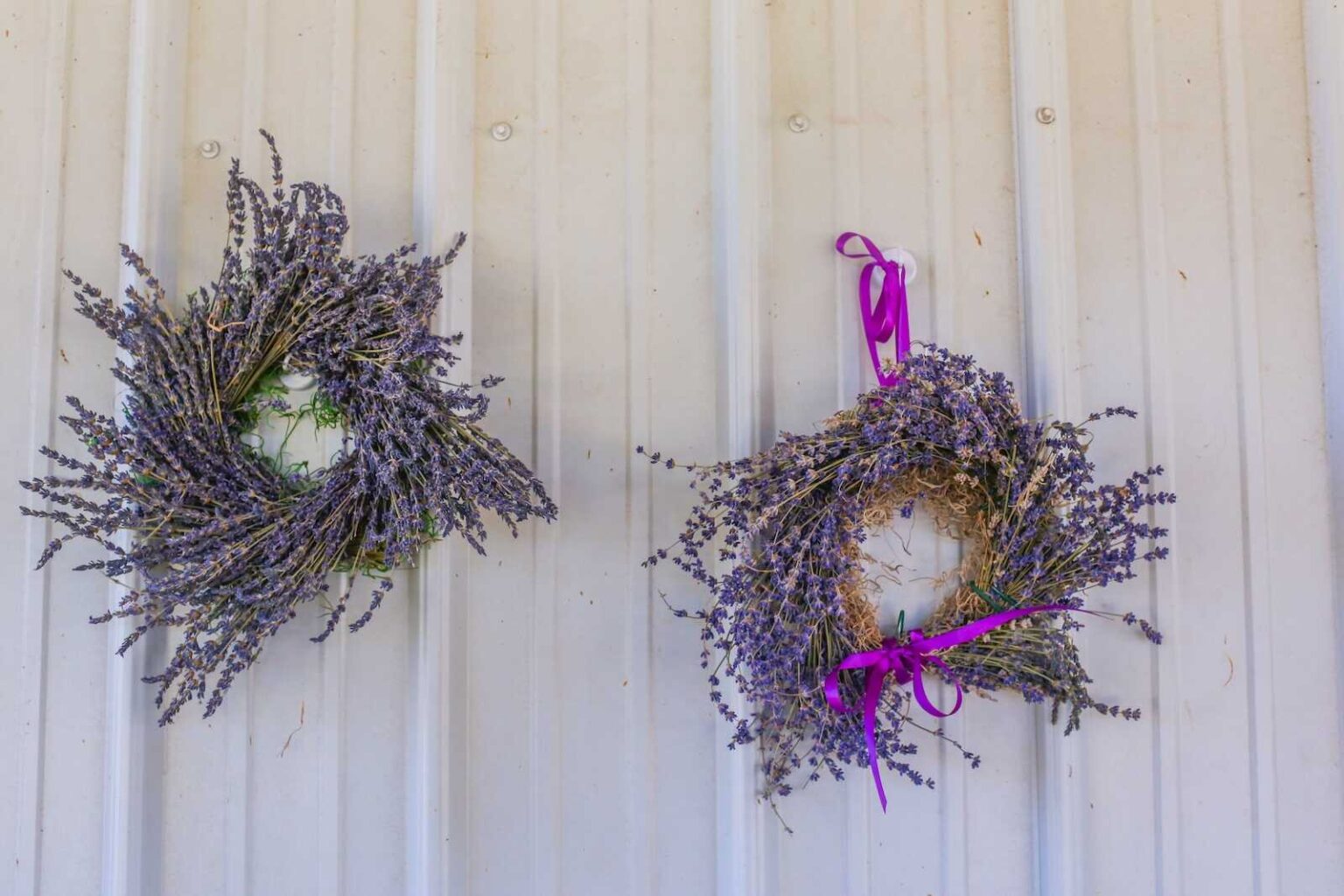 U-Pick Lavender in Apple Hill - Lavender Blue Harvest Days at Bluestone ...