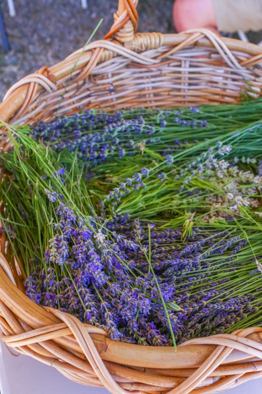 U-Pick Lavender in Apple Hill - Lavender Blue Harvest Days at Bluestone ...