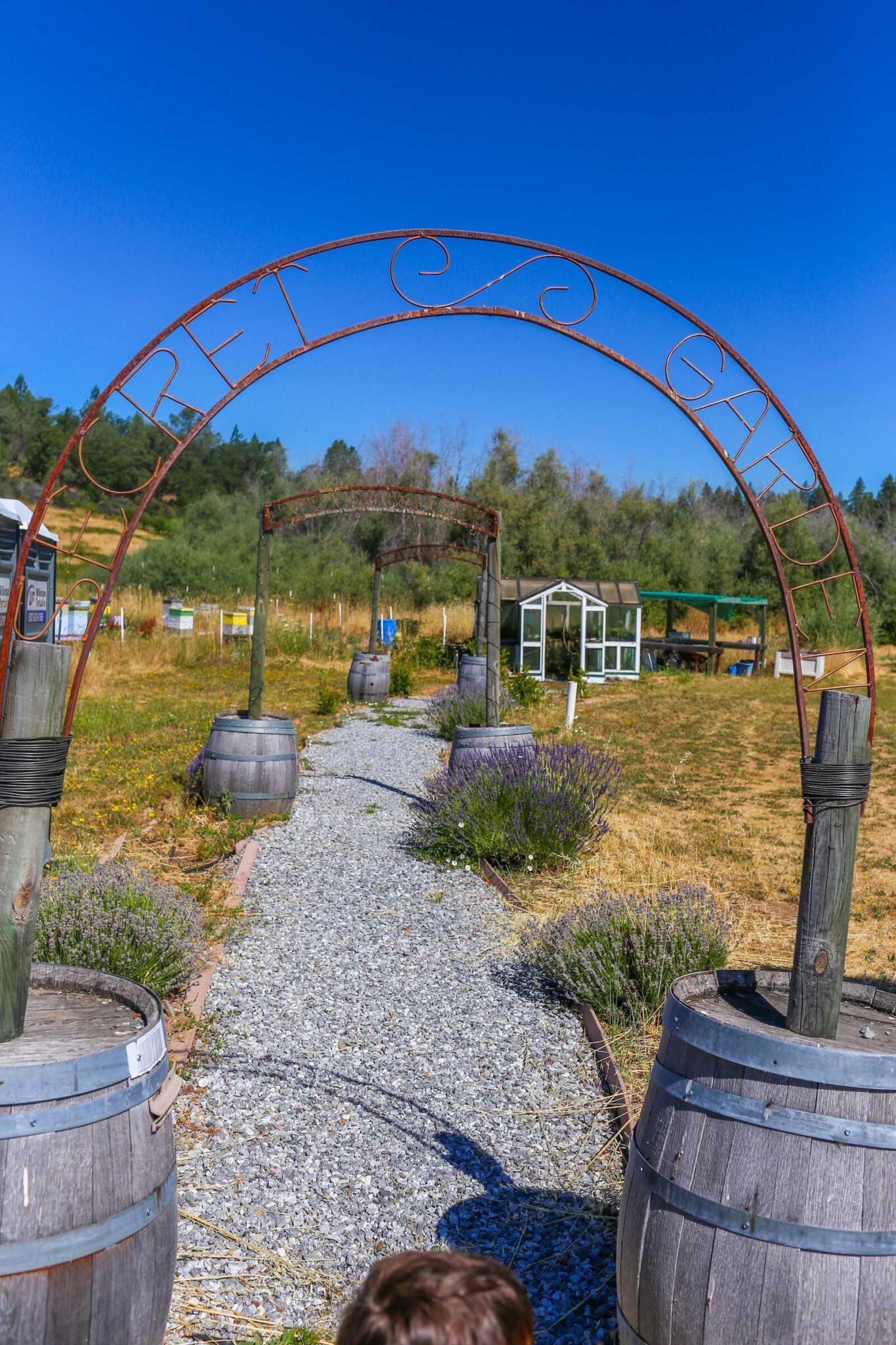 U-Pick Lavender in Apple Hill - Lavender Blue Harvest Days at Bluestone ...